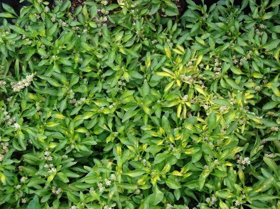 Apaga fogo (Alternanthera tenella)