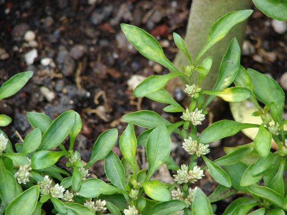 Apaga fogo (Alternanthera tenella)