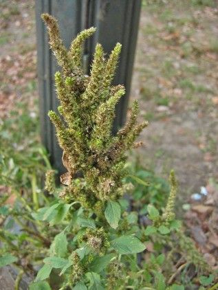 Caruru (Amaranthus spp)