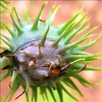 Mofo-cinzento (Amphobotrys ricini)