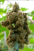 Mofo-cinzento (Amphobotrys ricini)