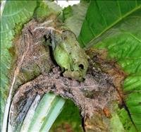 Mofo-cinzento (Amphobotrys ricini)