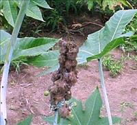 Mofo-cinzento (Amphobotrys ricini)