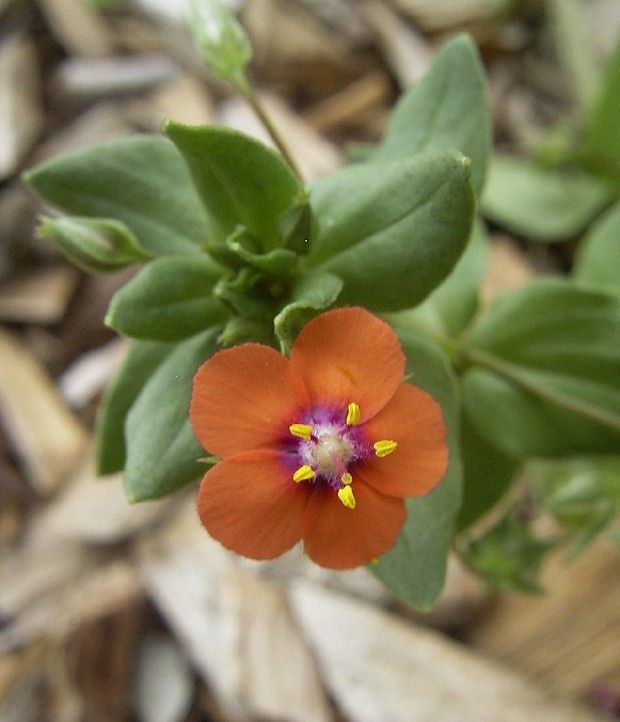 Anagalis (Anagallis arvensis)
