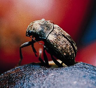 Caruncho (Araecerus fasciculatus)