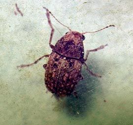 Caruncho (Araecerus fasciculatus)