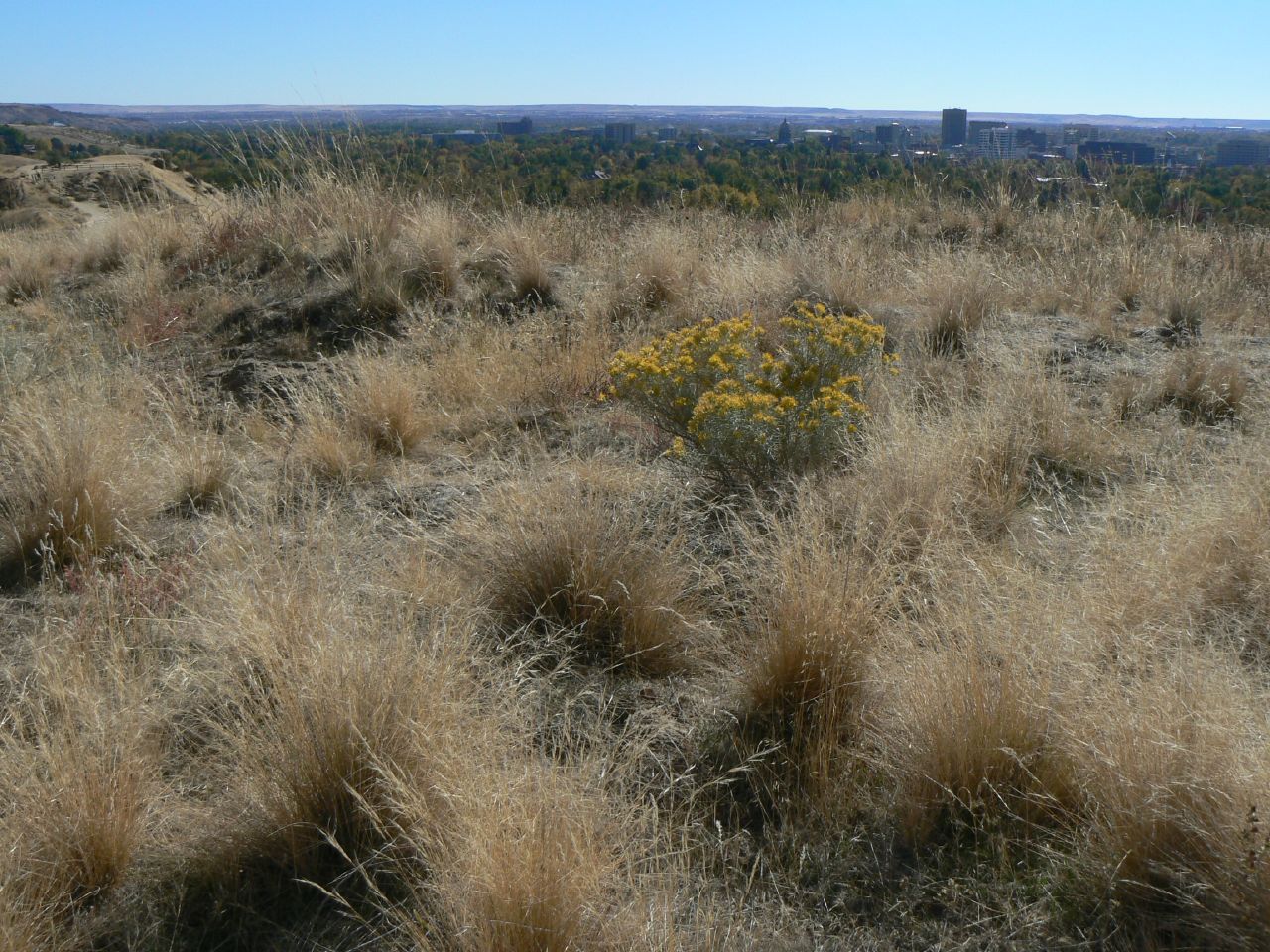 Capim barba de bode (Aristida longiseta)