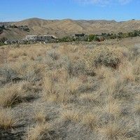 Capim barba de bode (Aristida longiseta)