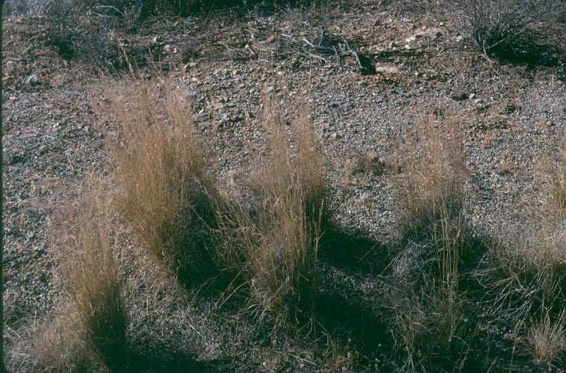 Capim barba de bode (Aristida longiseta)