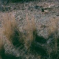 Capim barba de bode (Aristida longiseta)