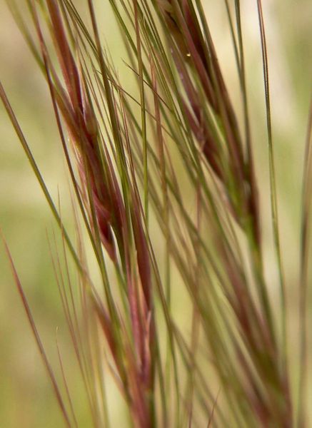 Capim barba de bode (Aristida longiseta)