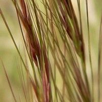 Capim barba de bode (Aristida longiseta)