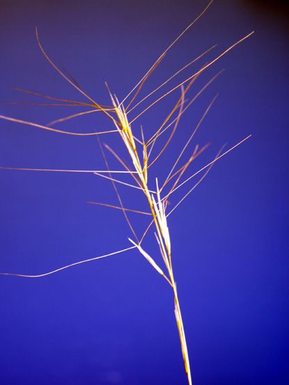 Capim barba de bode (Aristida longiseta)
