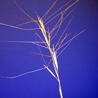 Capim barba de bode (Aristida longiseta)