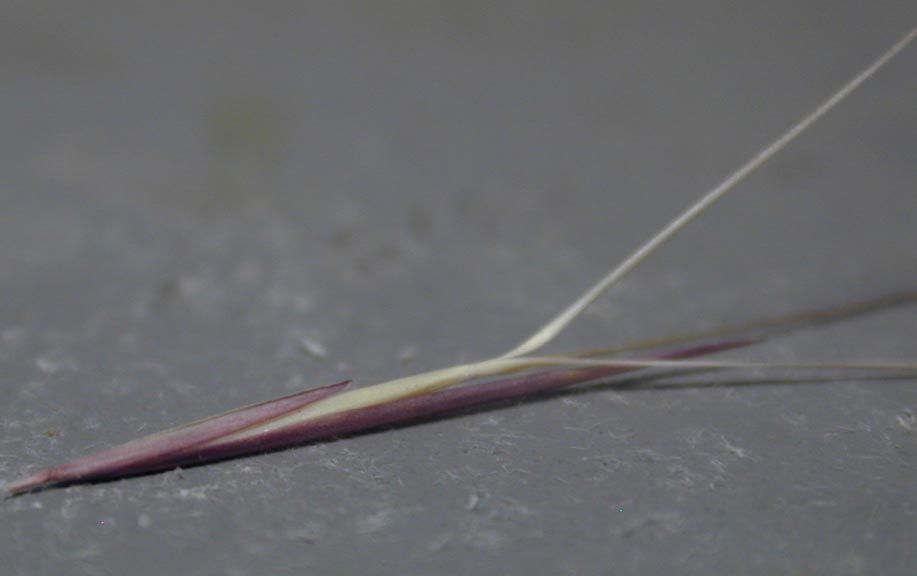 Capim barba de bode (Aristida longiseta)