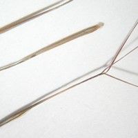 Capim barba de bode (Aristida longiseta)