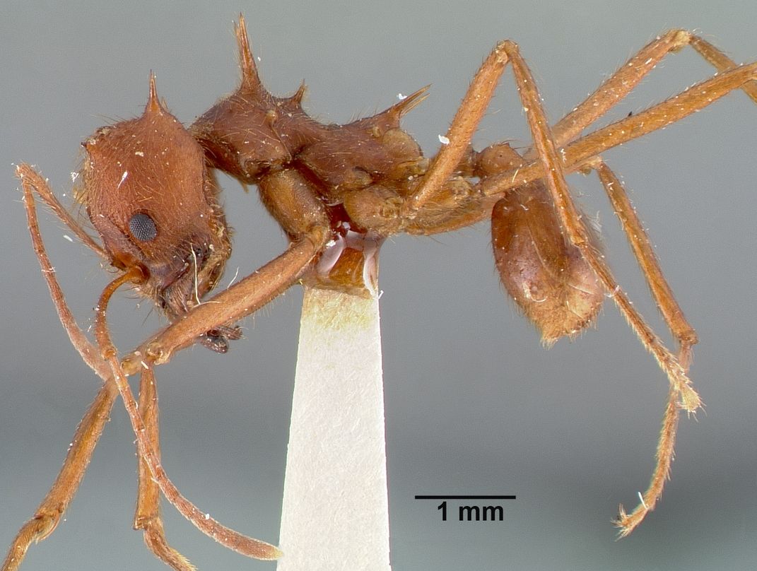 Saúva parda (Atta capiguara)