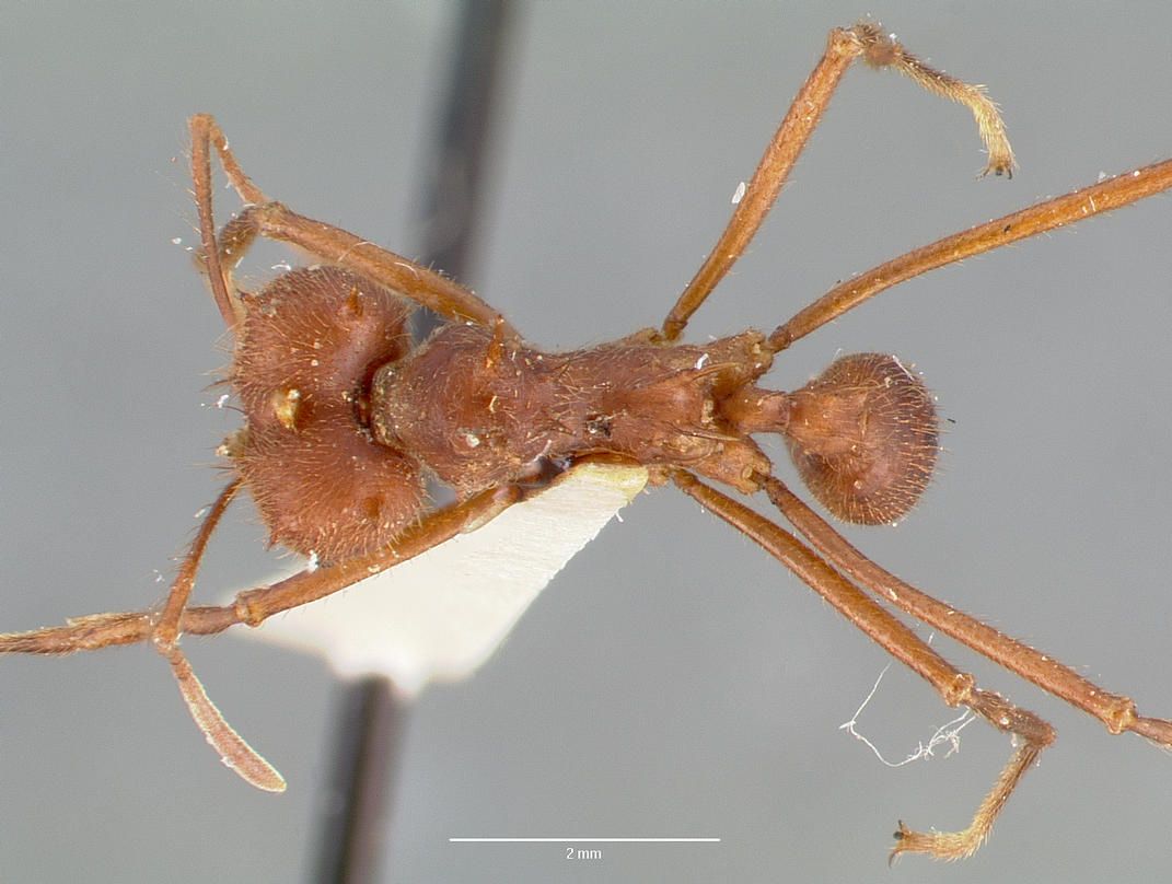 Saúva parda (Atta capiguara)