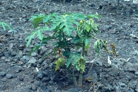 Cancro dos ramos (Calonectria sp)