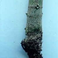 Cancro dos ramos (Calonectria sp)