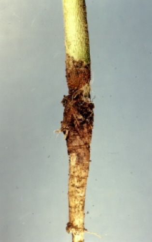 Cancro dos ramos (Calonectria sp)