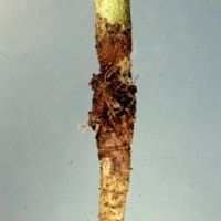 Cancro dos ramos (Calonectria sp)