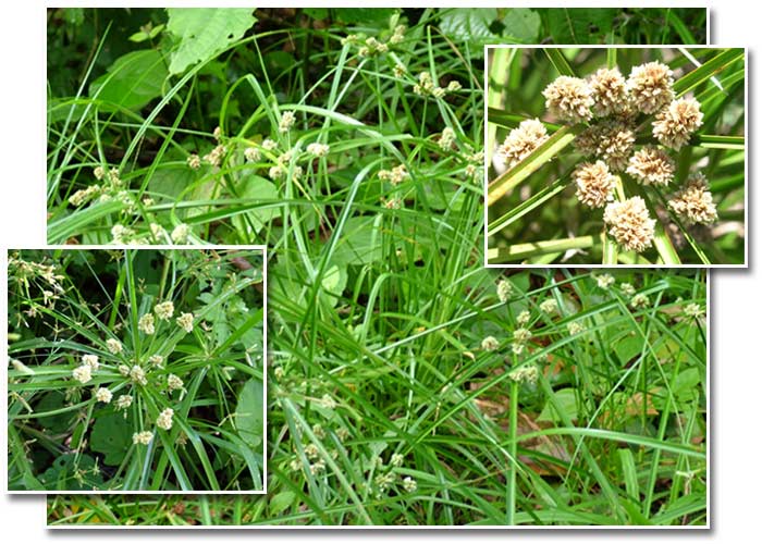Capim de botão (Cyperus luzulae)