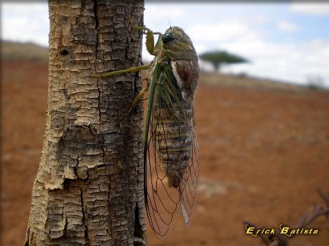 Cigarra (Carineta fasciculata)