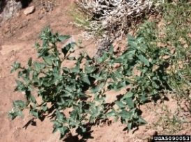 Quenopódio (Chenopodium sp)