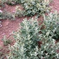 Quenopódio (Chenopodium sp)