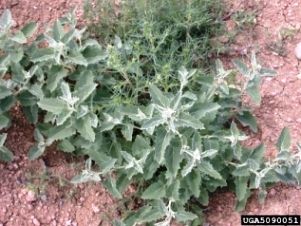 Quenopódio (Chenopodium sp)