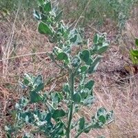 Quenopódio (Chenopodium sp)