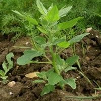 Quenopódio (Chenopodium sp)