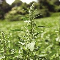Quenopódio (Chenopodium sp)