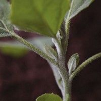 Quenopódio (Chenopodium sp)