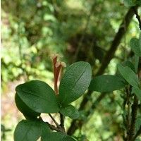 Veludo vermelho (Chomelia pohliana)