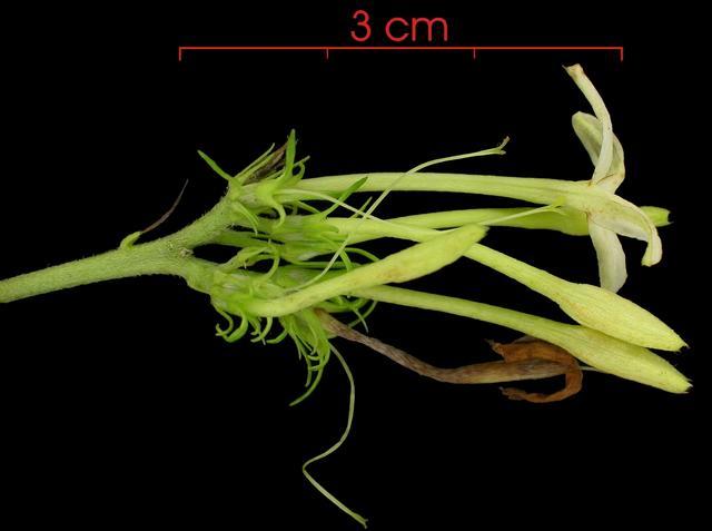 Veludo vermelho (Chomelia pohliana)