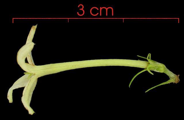 Veludo vermelho (Chomelia pohliana)