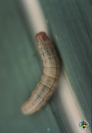 Lagarta (Cirphis sp)