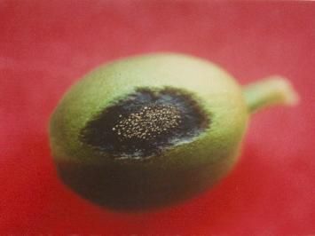 Antracnose (Colletotrichum coffeanum)