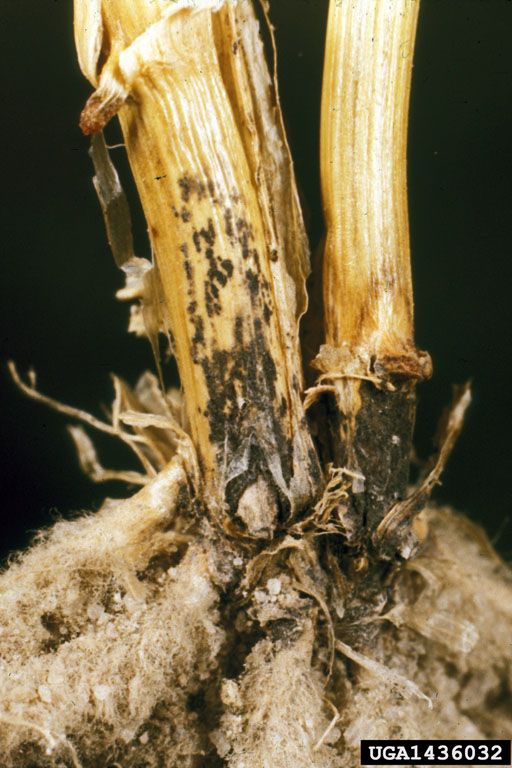 Antracnose (Colletotrichum graminicola)