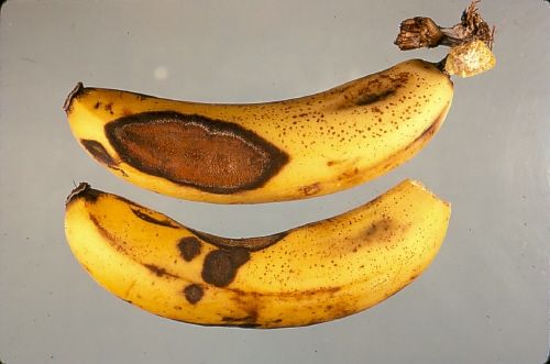 Antracnose (Colletotrichum musae)