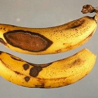 Antracnose (Colletotrichum musae)