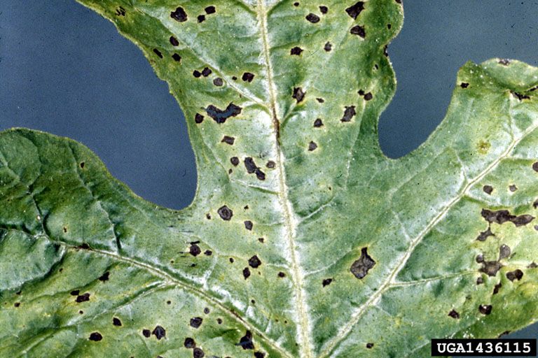 Antracnose (Colletotrichum phomoides)