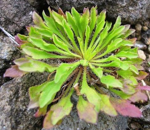 Buva (Conyza canadensis)