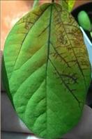 Necrose da haste da soja (Cowpea mild mottle virus (CpMMV))