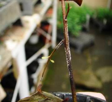 Mancha-foliar-de-Cylindrocladium (Cylindrocladium spp.)