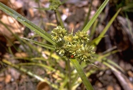 Junquinho (Cyperus spp)