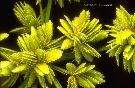 Junquinho (Cyperus spp)