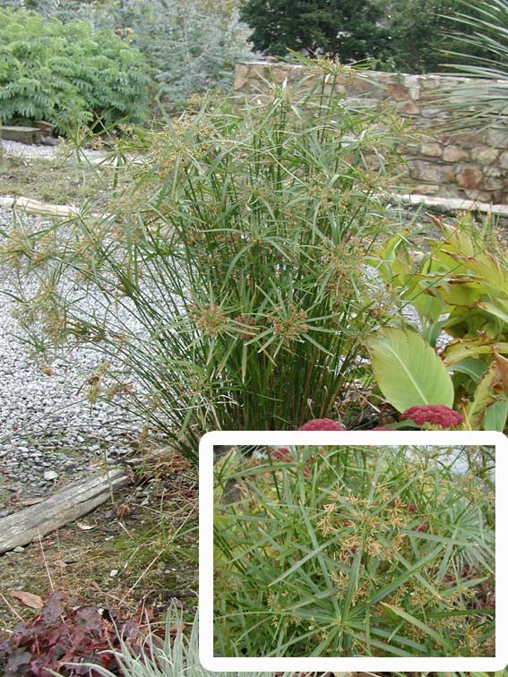 Junquinho (Cyperus spp)